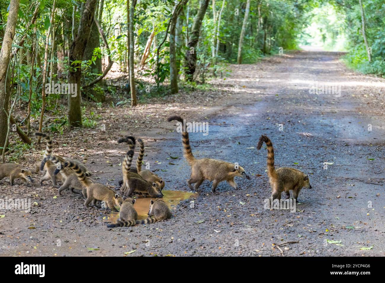 Coati animal in the tropical forest of Amazon. Coatimundis Procyonidae ...