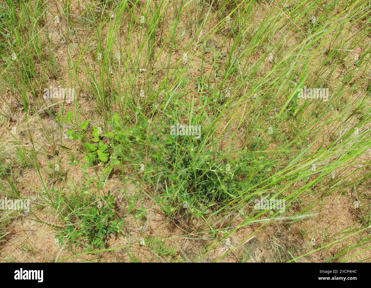 Wild Lucerne (Stylosanthes fruticosa) Plantae Stock Photo - Alamy