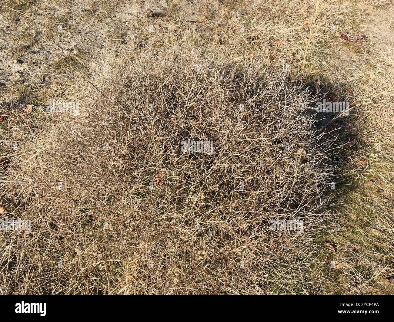 Winged pigweed hi-res stock photography and images - Alamy