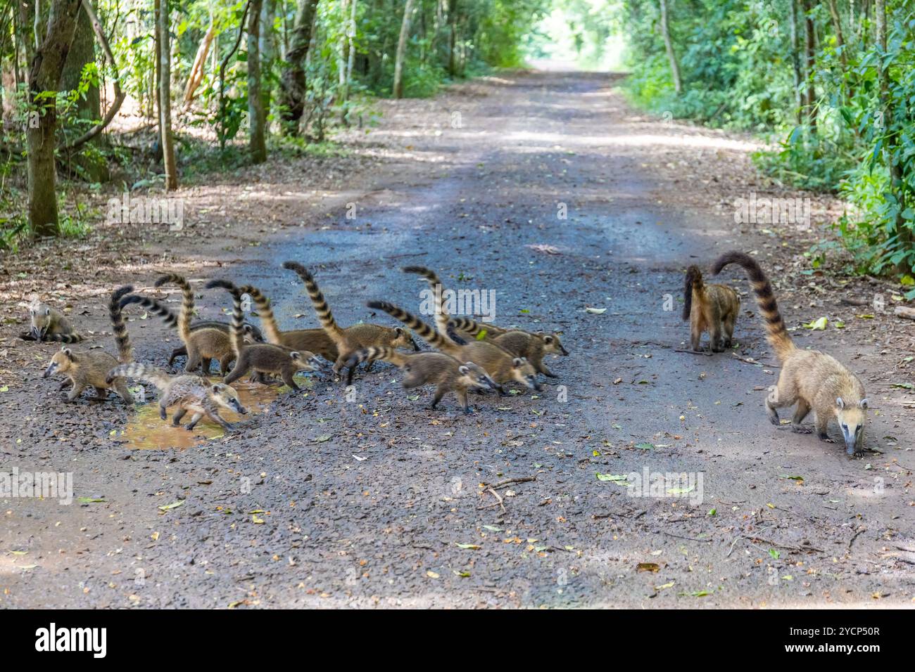 Coati animal in the tropical forest of Amazon. Coatimundis Procyonidae ...