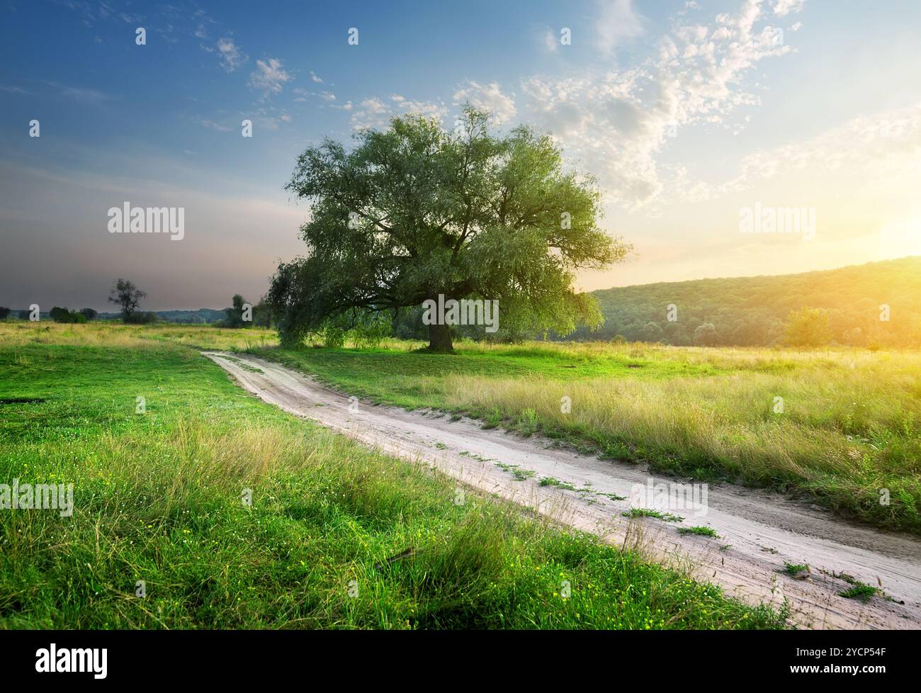 Green grass field footpath hi-res stock photography and images - Alamy