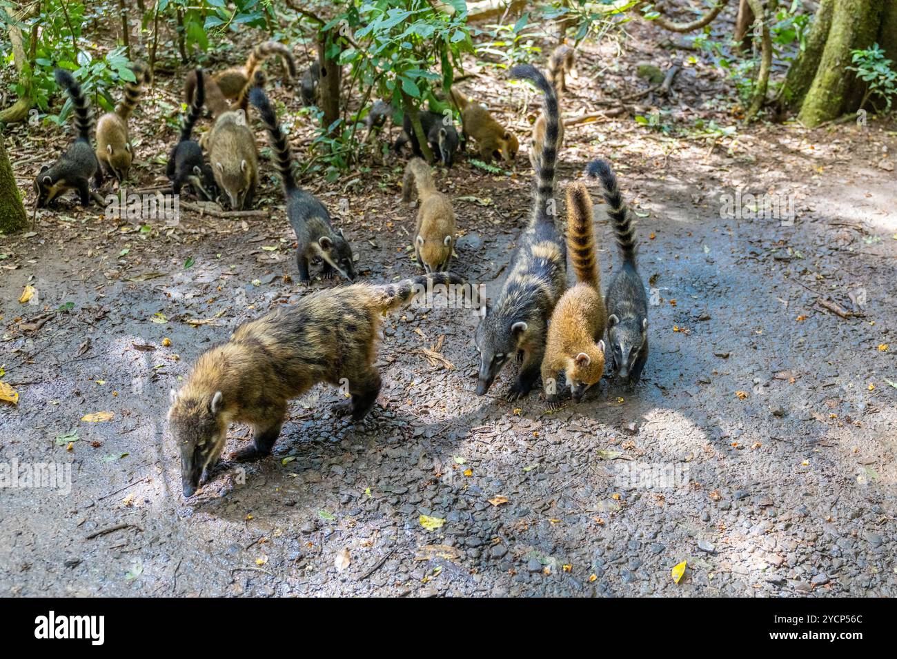 Coati animal in the tropical forest of Amazon. Coatimundis Procyonidae ...