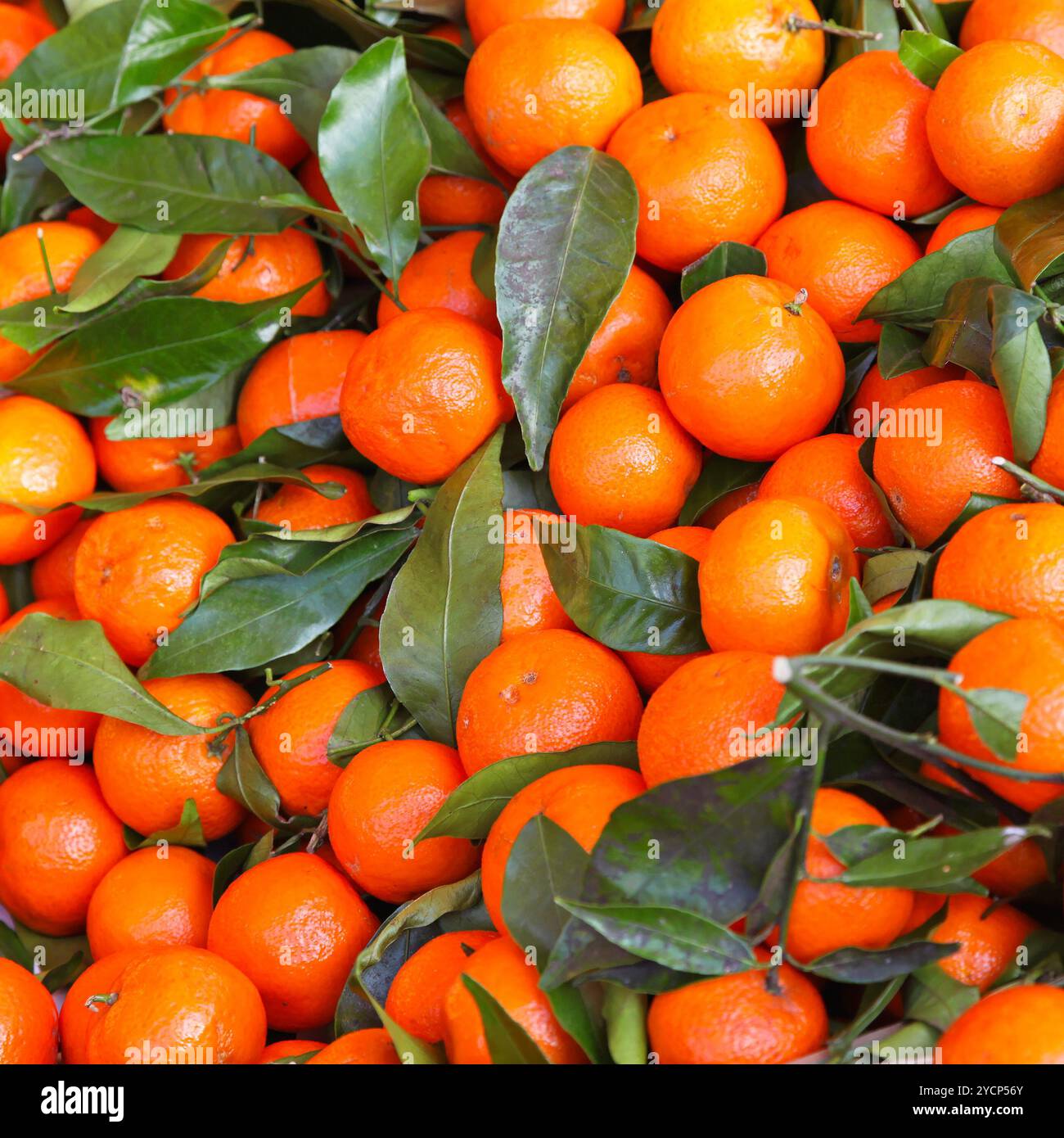 Tangerines orange citrus fruit hi-res stock photography and images - Alamy