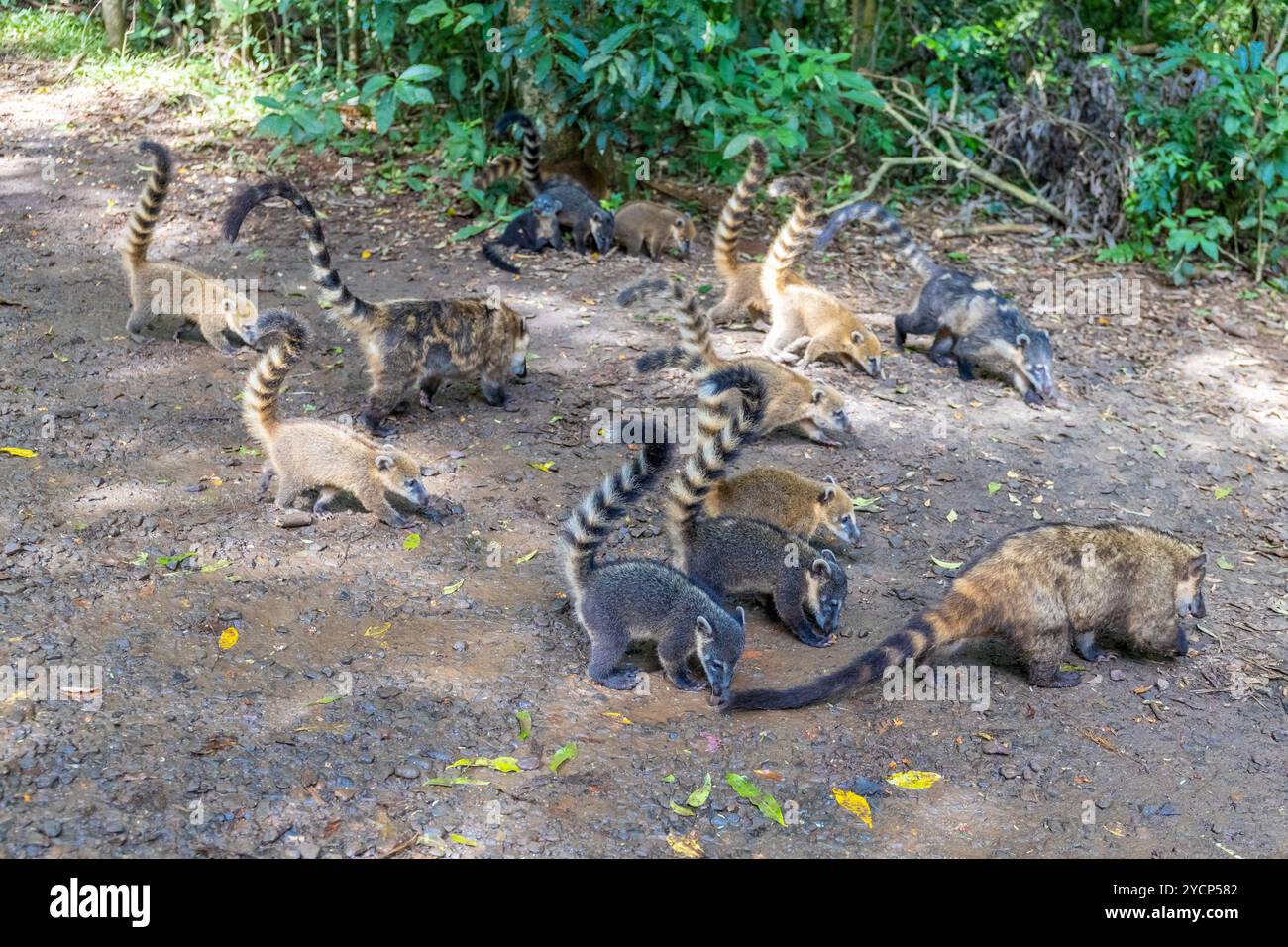 Coati animal in the tropical forest of Amazon. Coatimundis Procyonidae ...