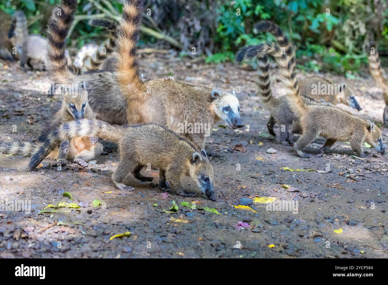 Coati animal in the tropical forest of Amazon. Coatimundis Procyonidae ...