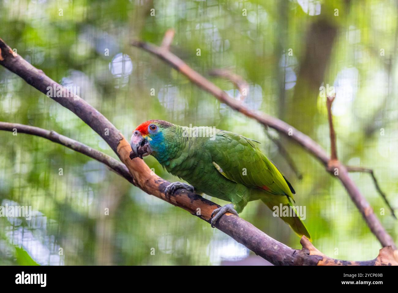 Green parrot sitting on a branch in the wild nature. Green feather bird ...