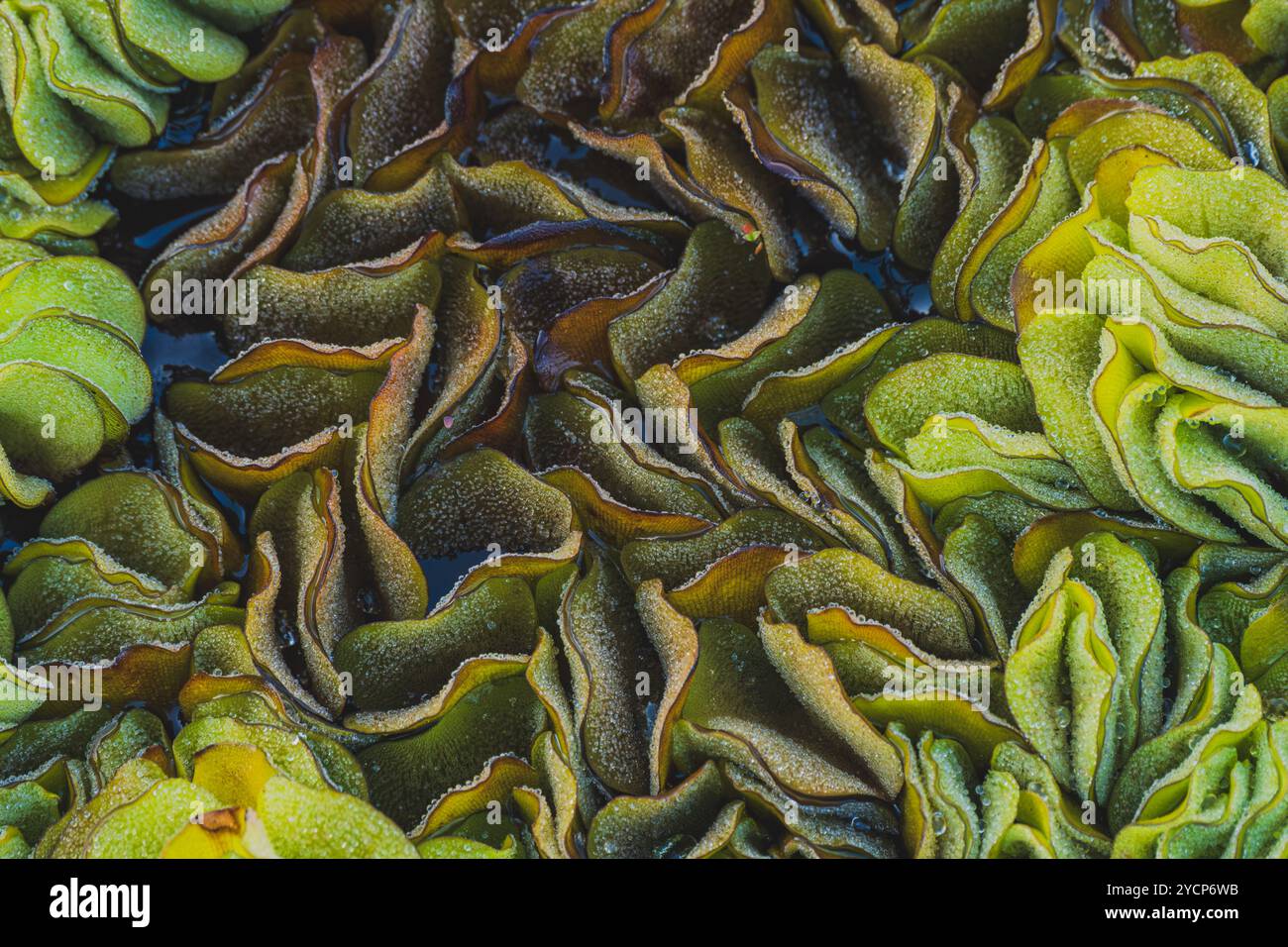 a close up shot of Salvinia Auriculata known as Water moss, African ...