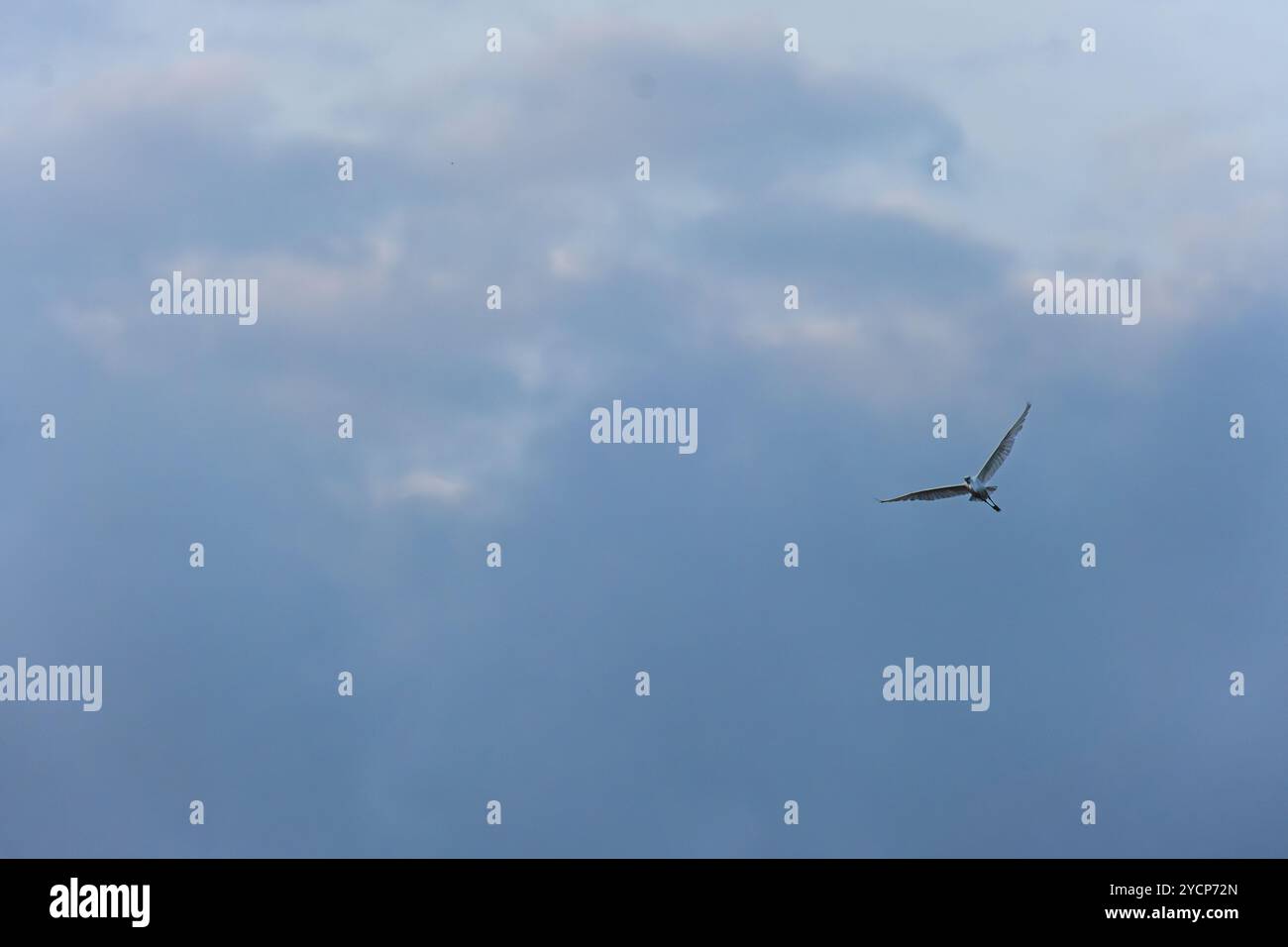 a white heron bird flying in a blue sky with white clouds. The bird is ...