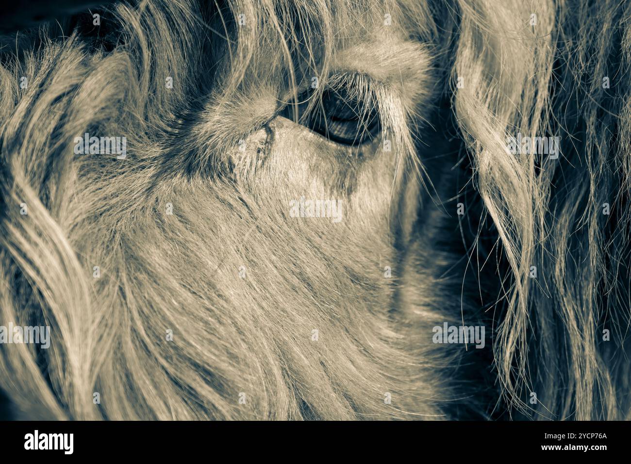 Very close view of highland cattle eye Stock Photo - Alamy