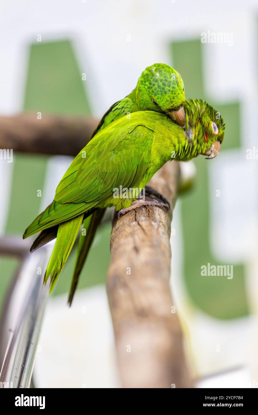 Green parrot sitting on a branch in the wild nature. Green feather bird ...