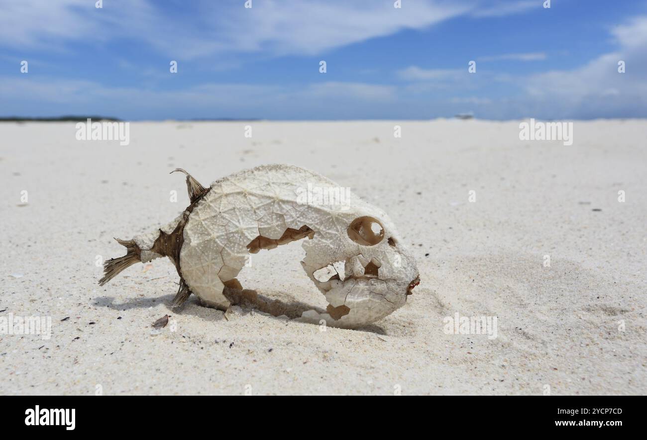 Scary dead fish hi-res stock photography and images - Alamy