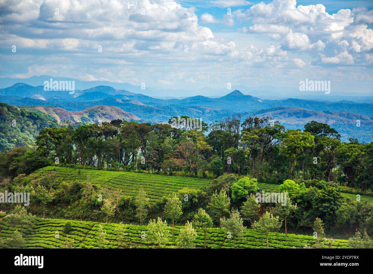 Indian tea plantations hi-res stock photography and images - Alamy