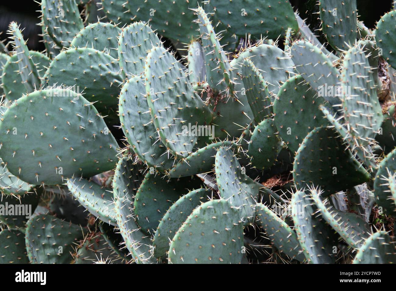 Stem cactus hi-res stock photography and images - Alamy