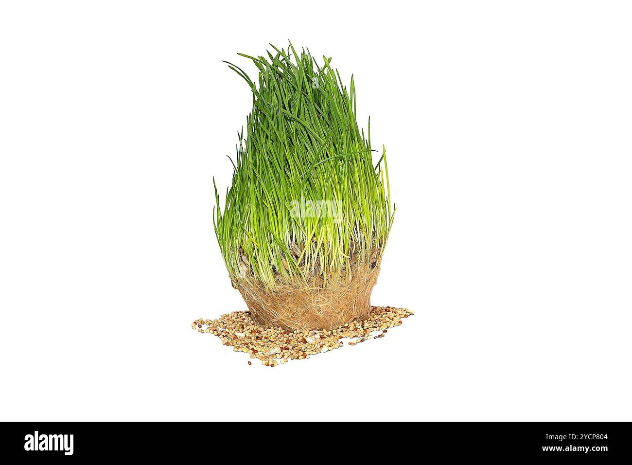 Freshly sprouted grass and seeds isolated on white background Stock ...