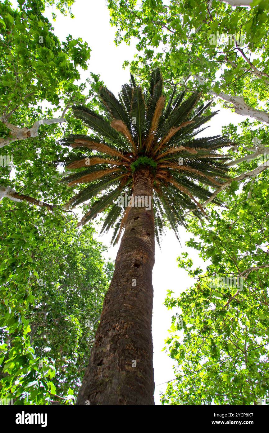 Very high one palm tree Stock Photo - Alamy