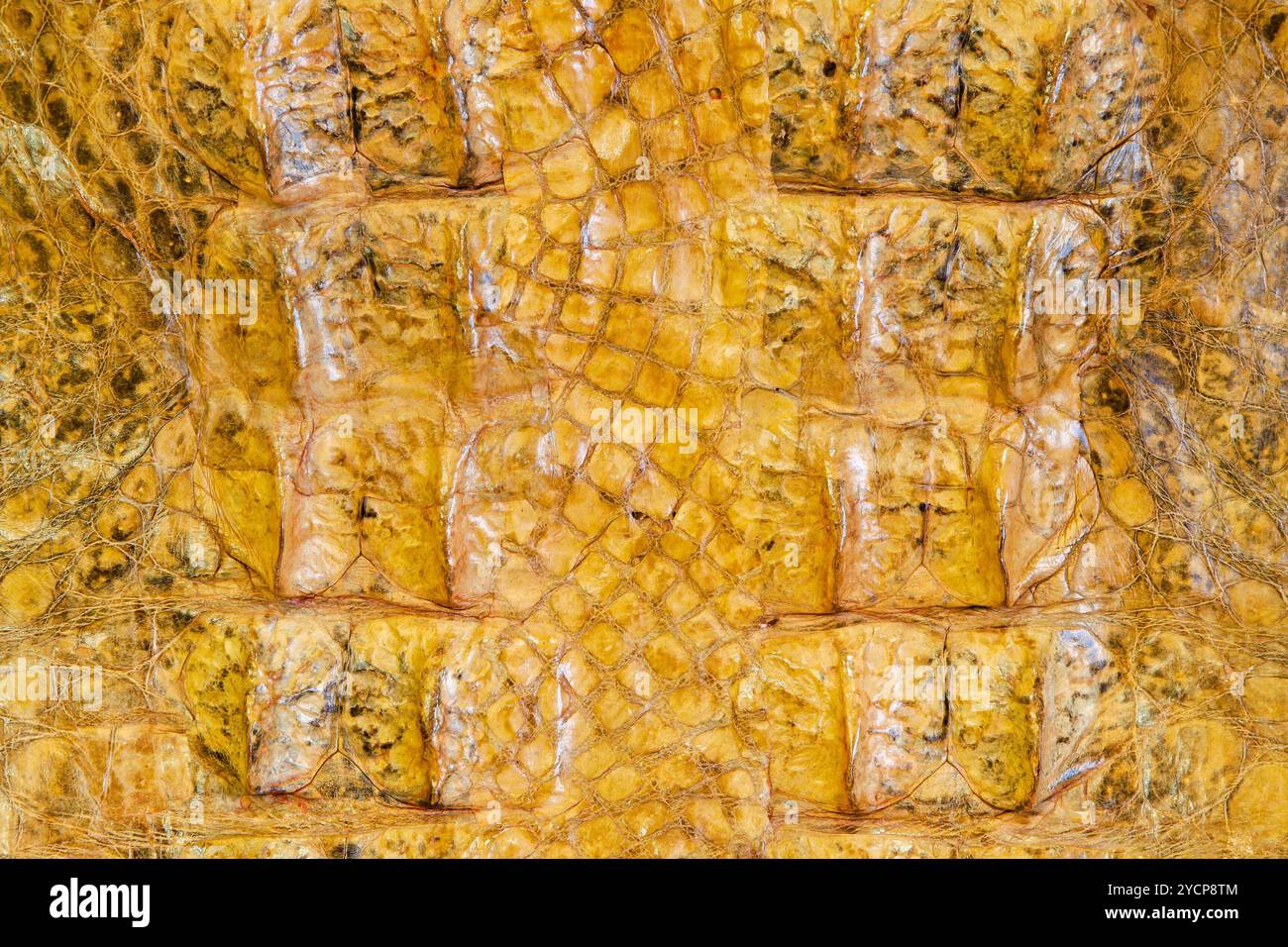 Alligator leather texture hi-res stock photography and images - Alamy