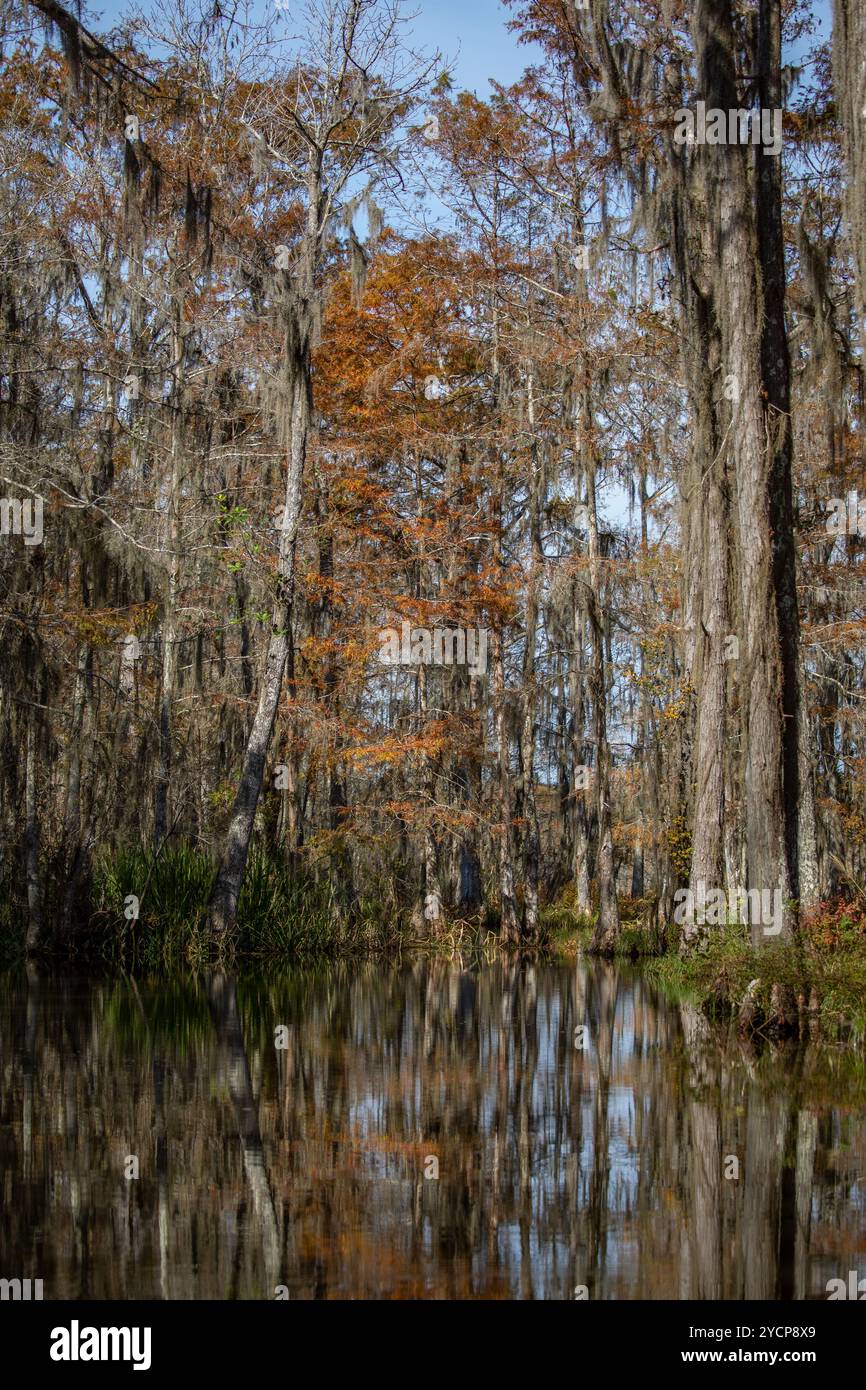 Bald Cypress in Louisiana Swamp Stock Photo - Alamy