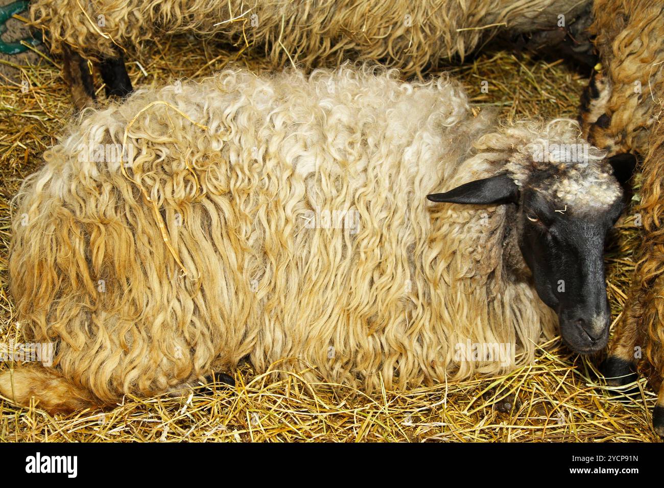 Sheep with long wool laying in pen Stock Photo - Alamy