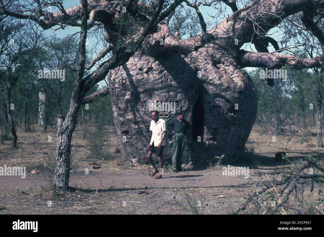 1960s shot of the hollow baobab tree used as a "prison tree" in Western ...