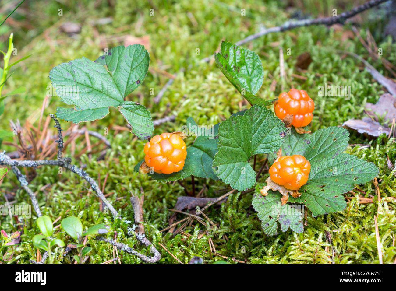 Cloudberry closeup in summer. Fresh wild fruit Stock Photo - Alamy
