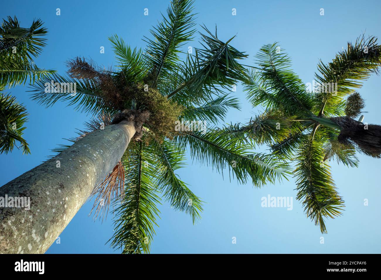 Areca nut palms, Betel Nuts, Betel palm (Areca catechu) hanging on its tree Stock Photo - Alamy