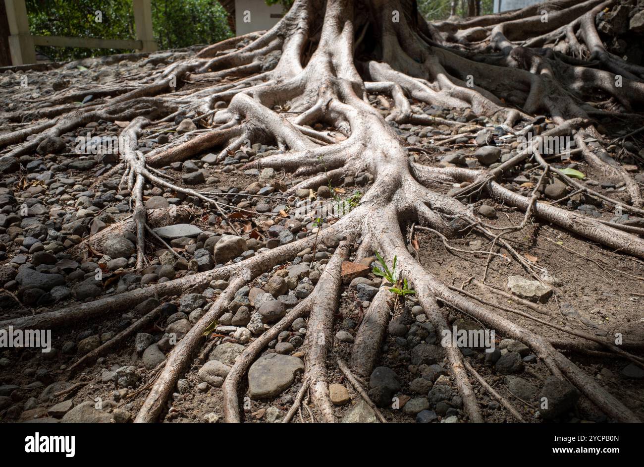 Banir Beringin Iprik, Preh, Ficus retusa, Ficus truncata root buttress ...