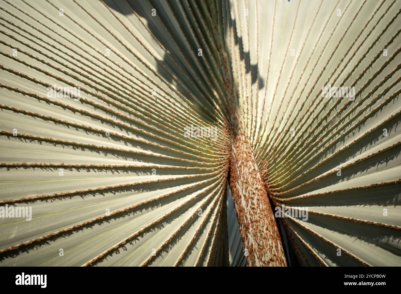 Bismarckia nobilis or Bismarck palm leaf, a palm tree for a politician ...