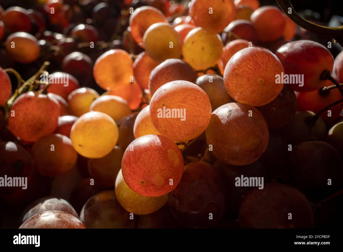 Close up of ripe red grapes, Vitis vinifera, backlight shot Stock Photo ...