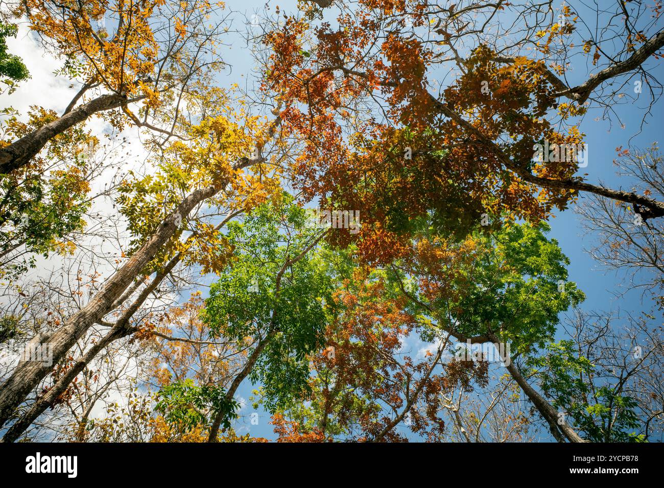 Colorful Mahogany leaves, Swietenia macrophylla forest in Gunung Kidul ...
