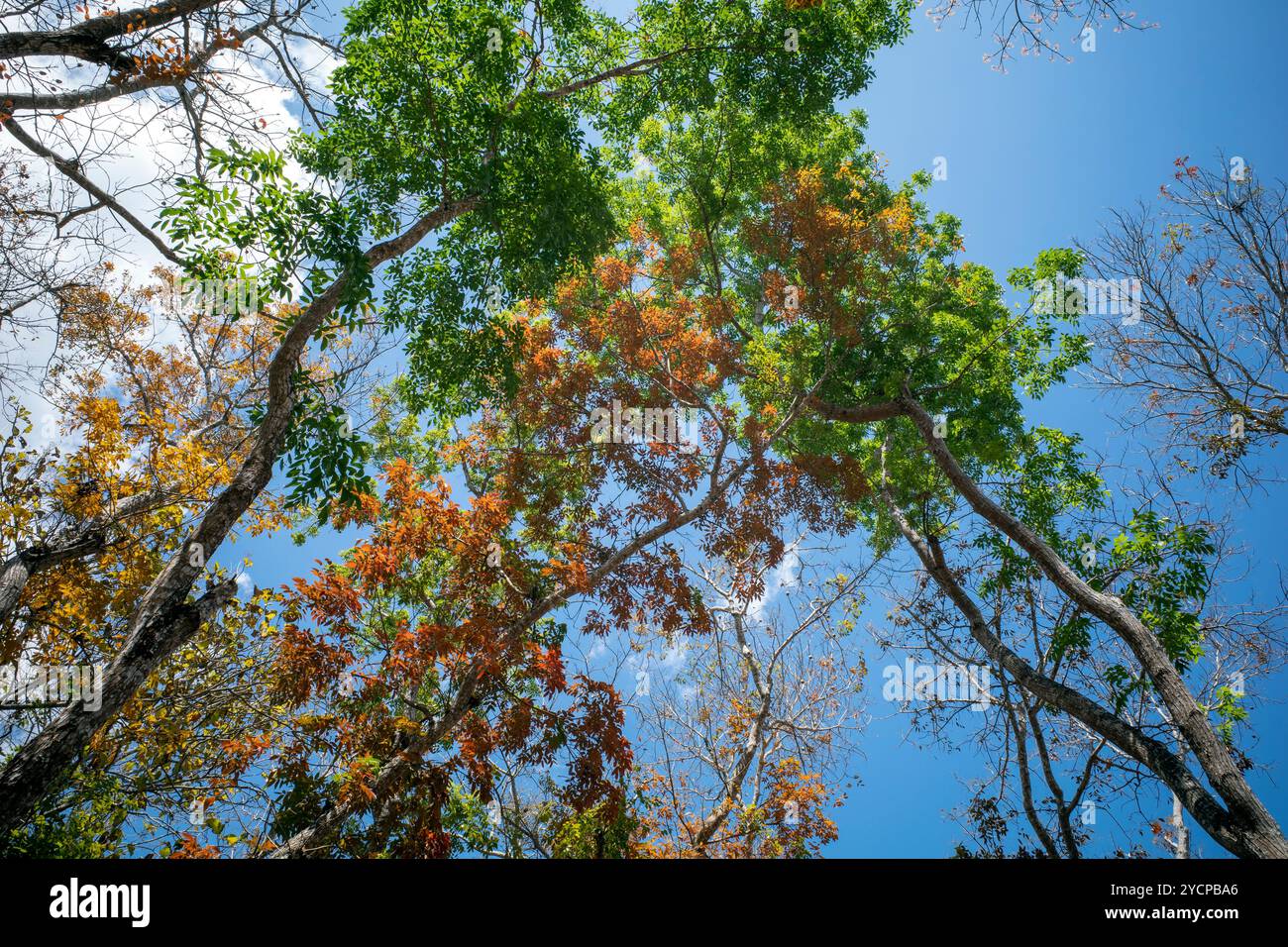 Colorful Mahogany leaves, Swietenia macrophylla forest in Gunung Kidul ...