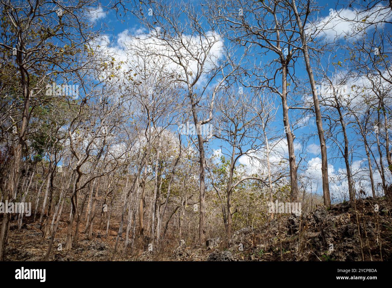 Dry teak trees canopy in the forest with blue sky background. Natural ...