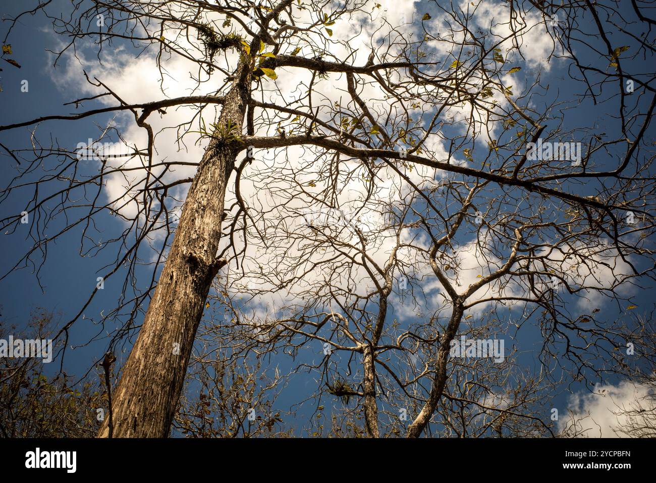 Dry teak trees canopy in the forest with blue sky background. Natural ...