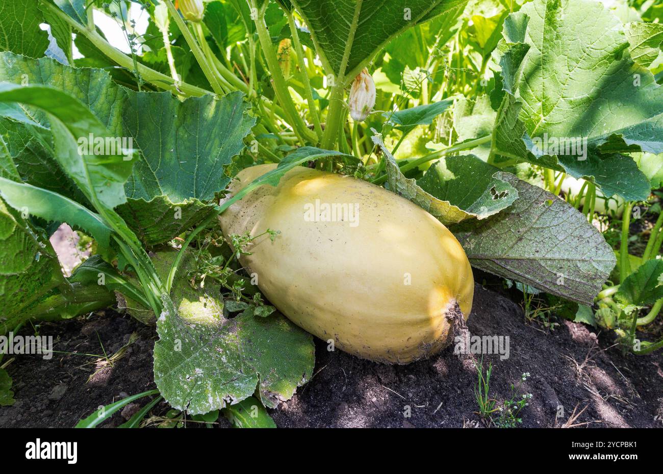 Large yellow zucchini with green leaves growing in the garden of farmer ...