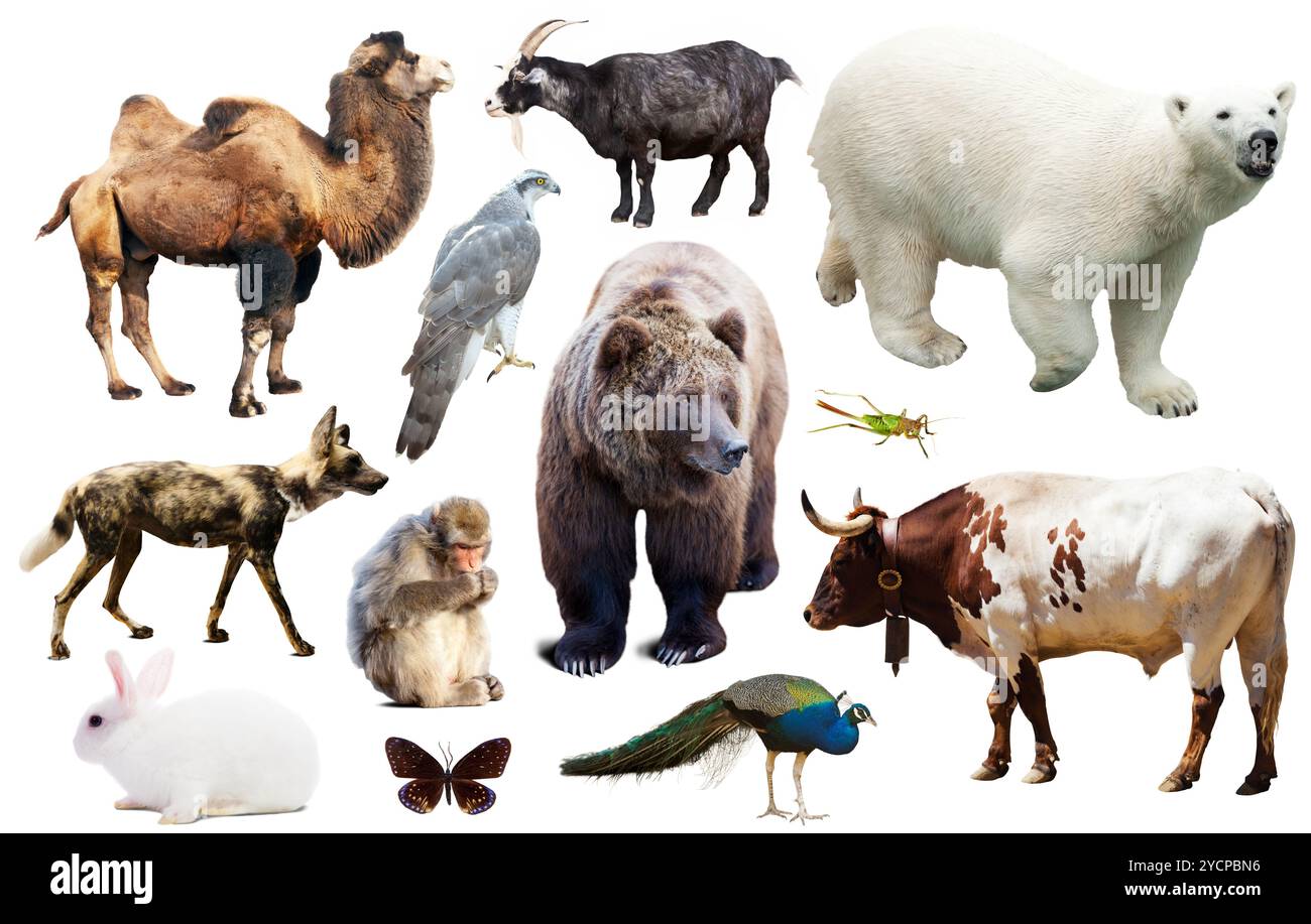 asia animals isolated Stock Photo - Alamy