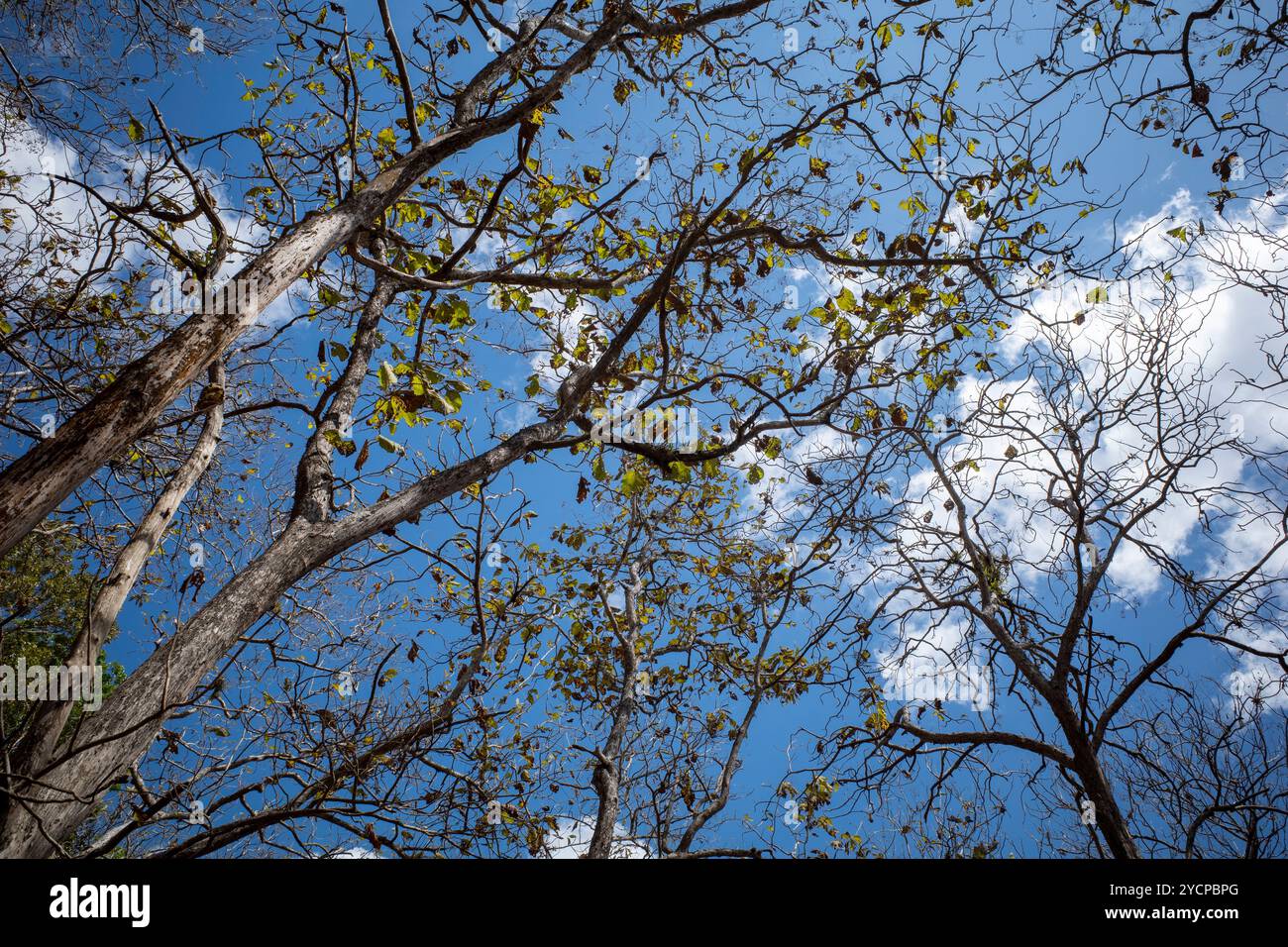 Dry teak trees canopy in the forest with blue sky background. Natural ...
