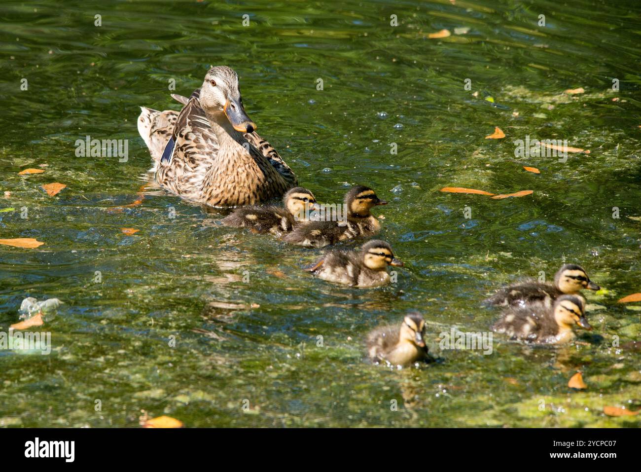 Mallard Hen and Ducklings at The Woodlands Texas Stock Photo - Alamy
