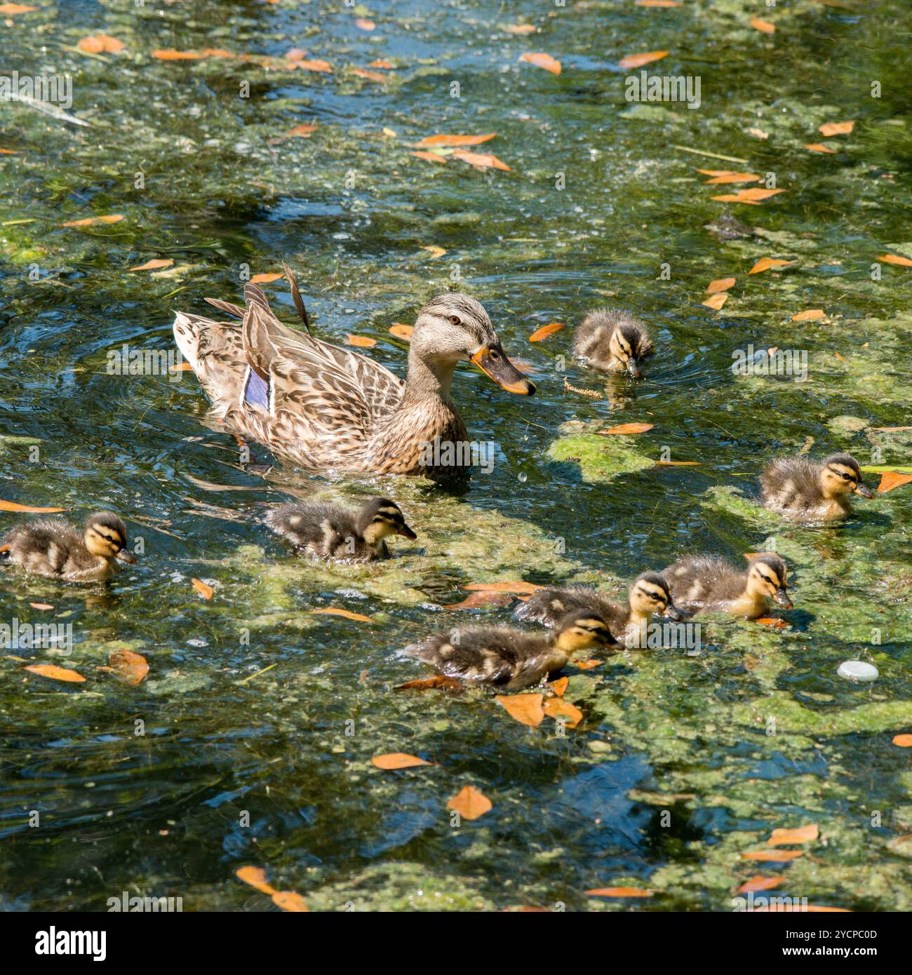 Mallard hen and ducklings hi-res stock photography and images - Alamy
