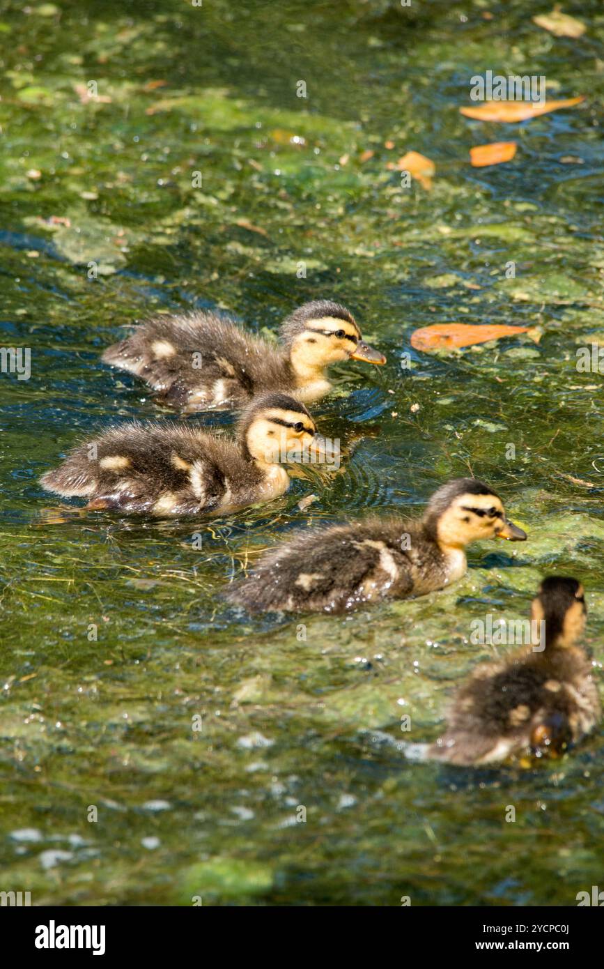 Birds of woodlands hi-res stock photography and images - Alamy