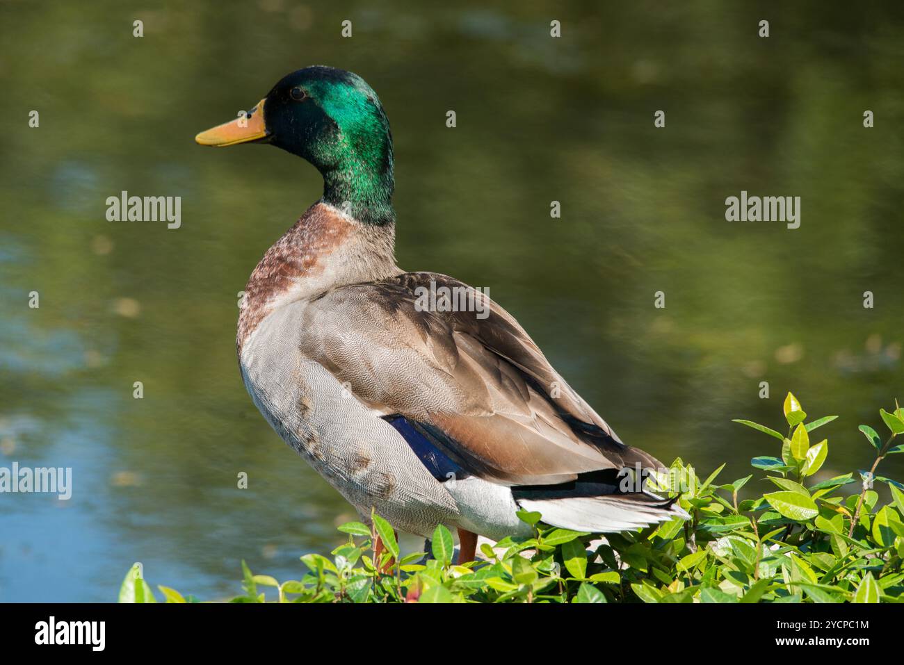 Birds of woodlands hi-res stock photography and images - Alamy