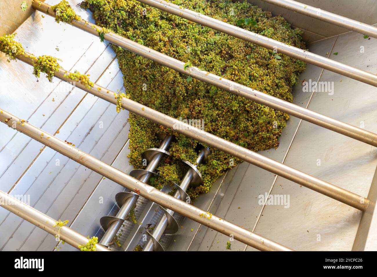 White grape in crusher destemmer, winemaking process Stock Photo - Alamy