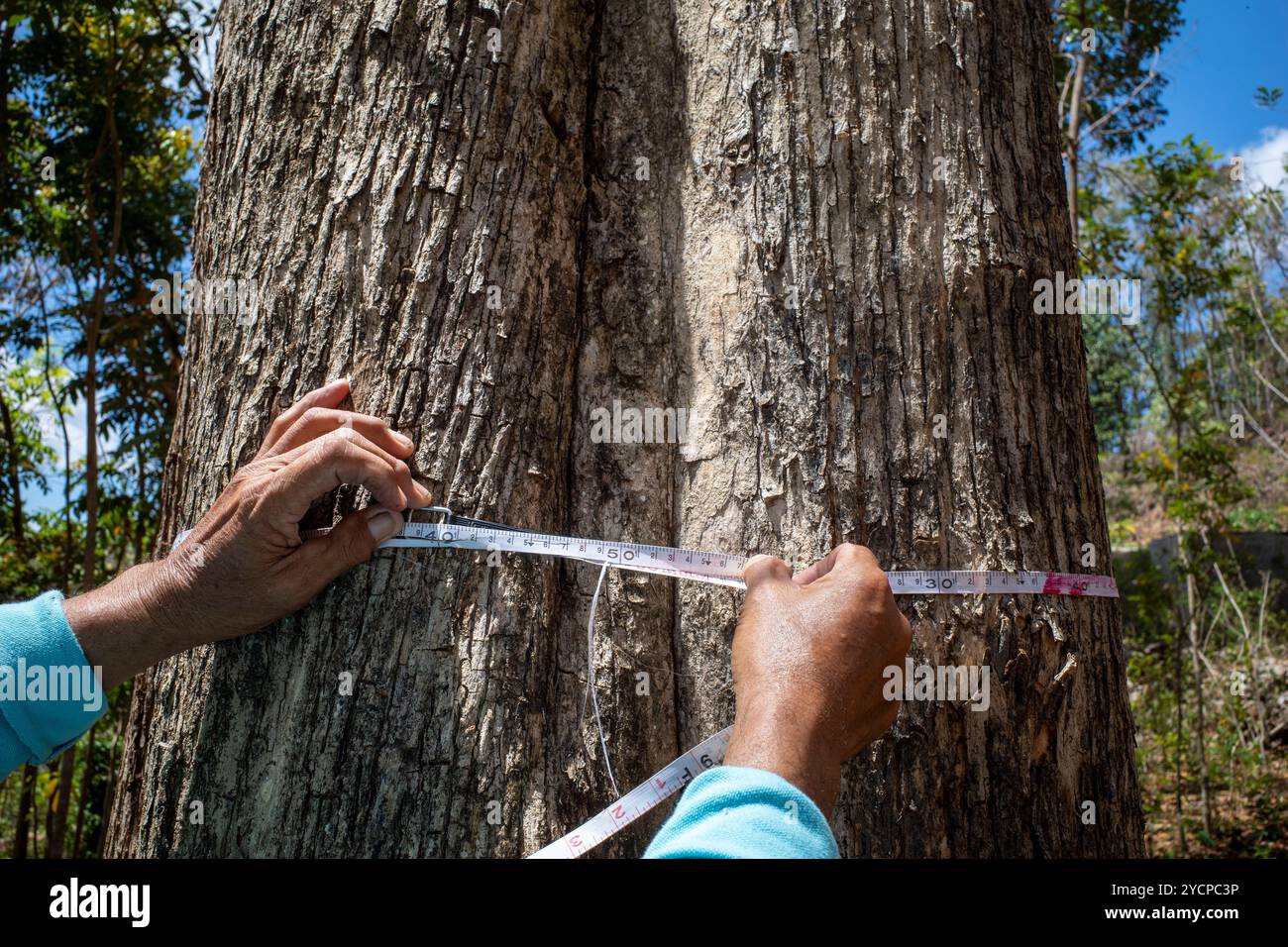 Measuring the circumference of teak tree trunks, Tectona grandis, using ...