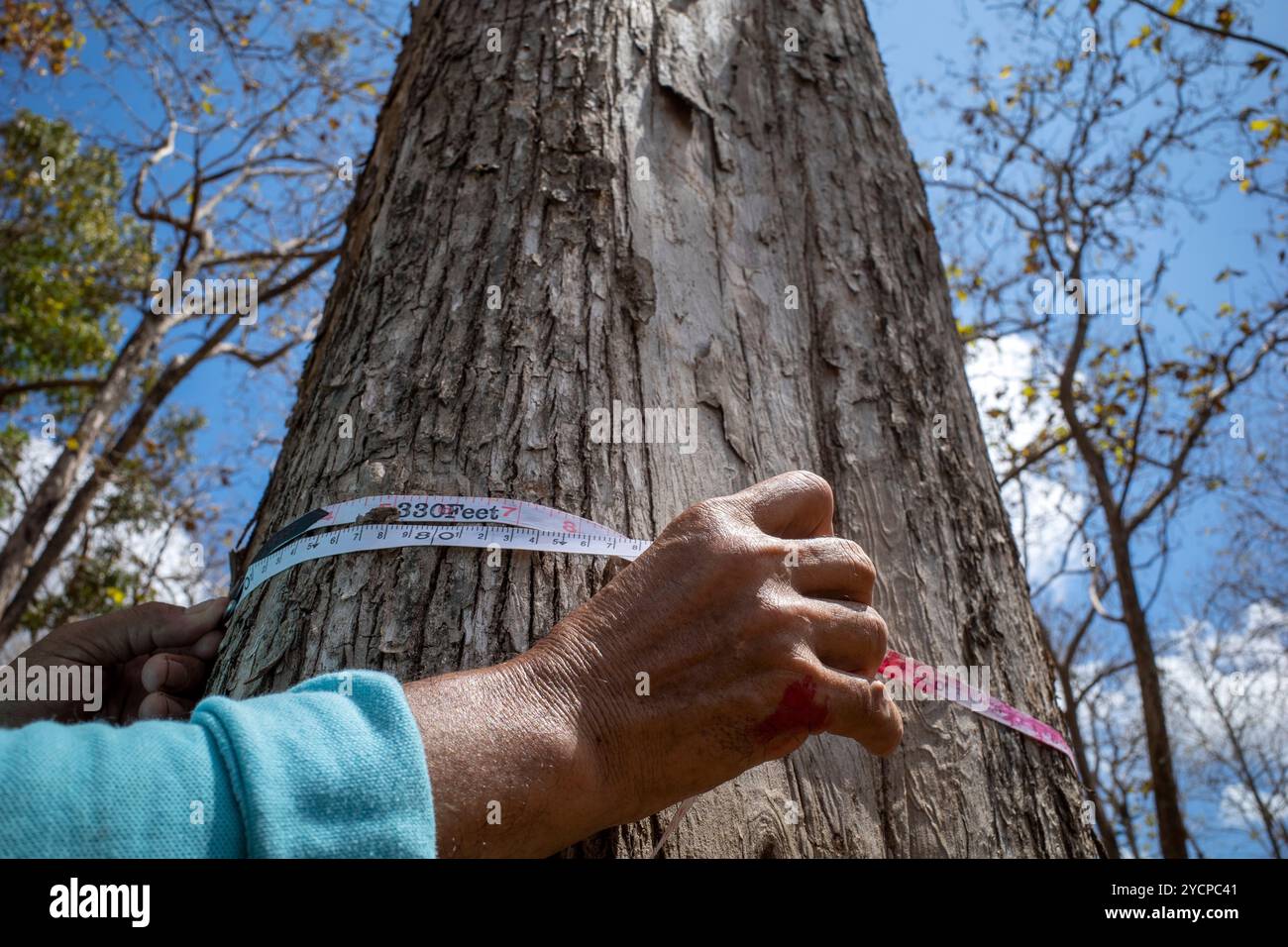 Measuring the circumference of teak tree trunks, Tectona grandis, using ...