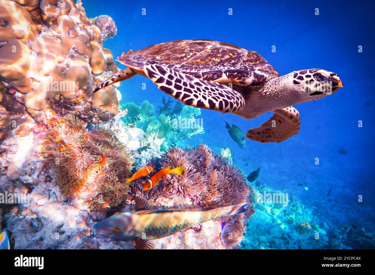 Hawksbill Turtle - Eretmochelys imbricata floats under water. Maldives ...