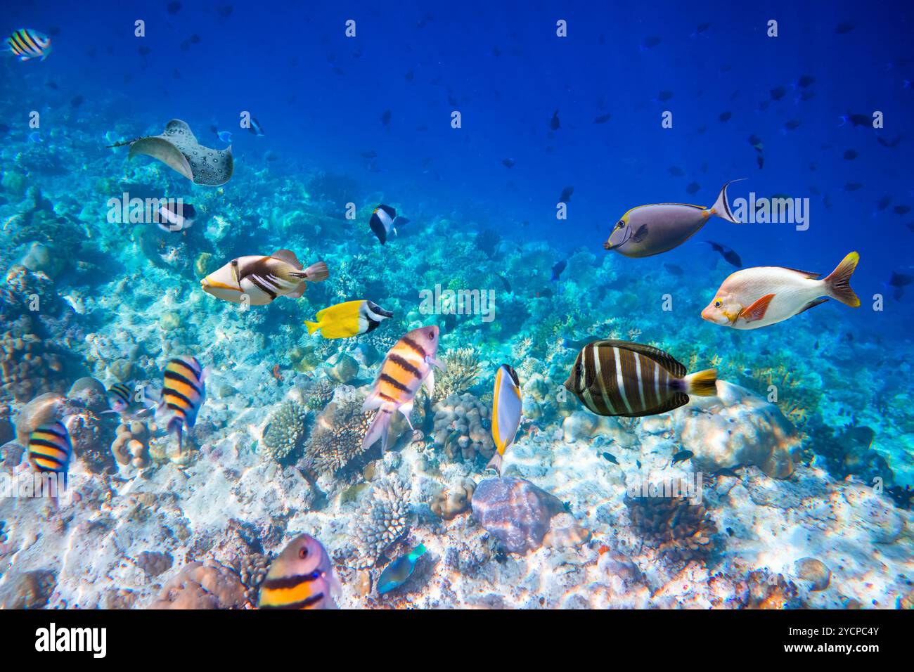 Beautiful tropical coral reef hi-res stock photography and images - Alamy