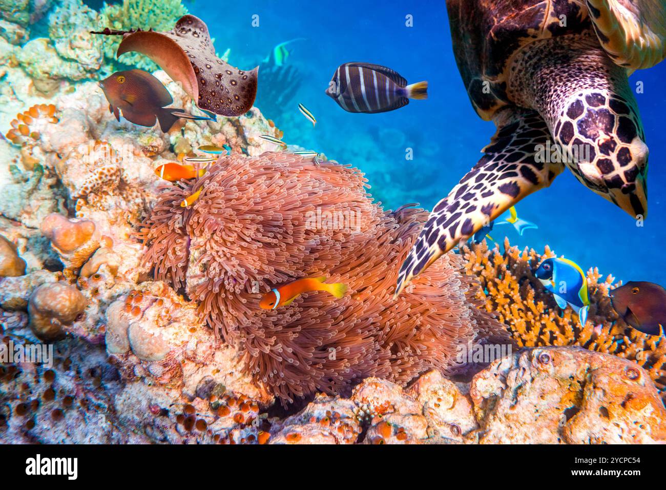 Topical saltwater fish ,clownfish - Anemonefish. Maldives - Ocean coral ...