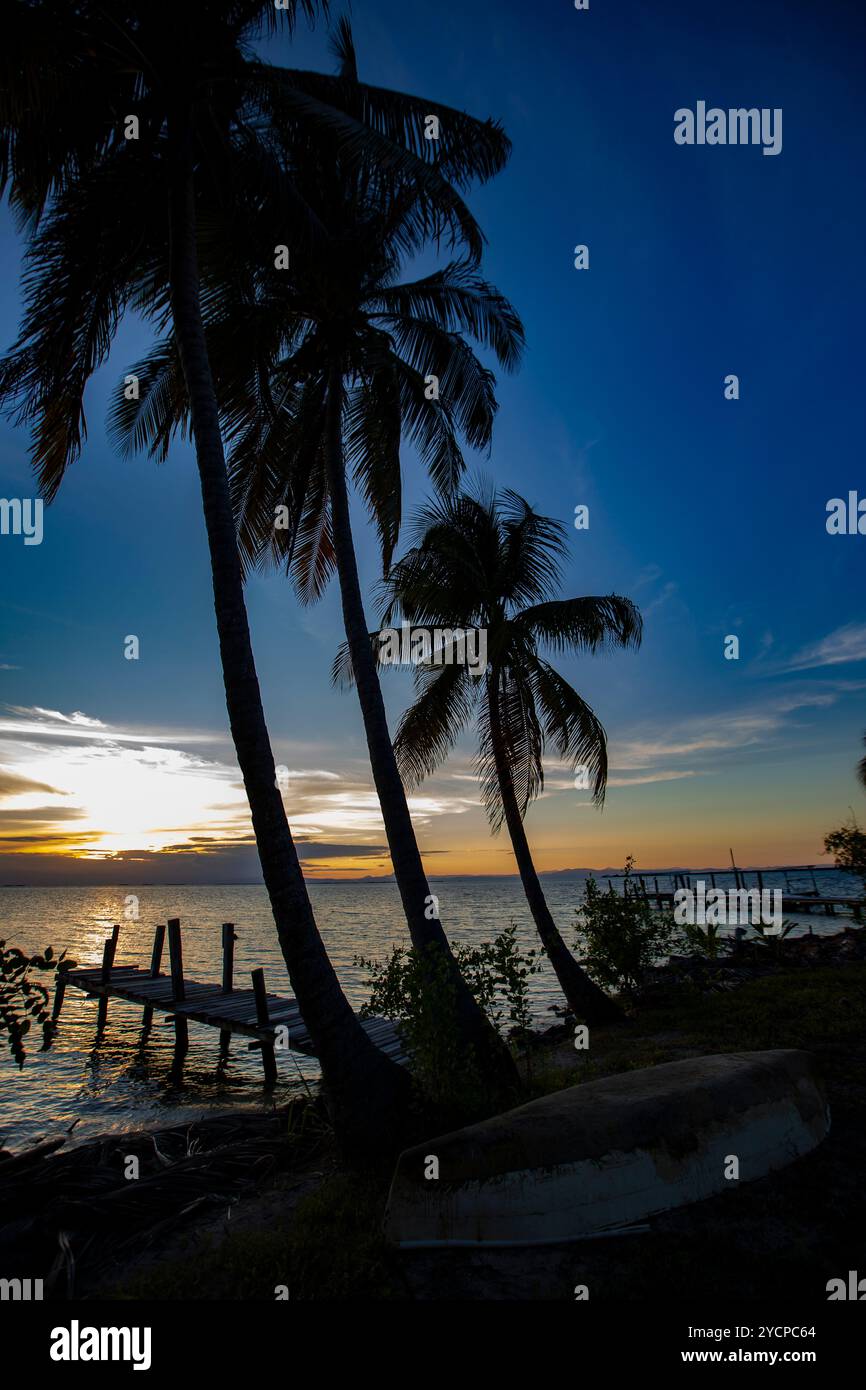 Palm Trees in Belize Stock Photo - Alamy