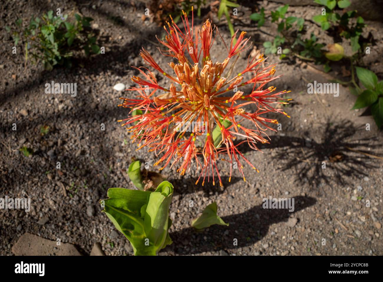 Scadoxus multiflorus (formerly Haemanthus multiflorus) flower, a ...