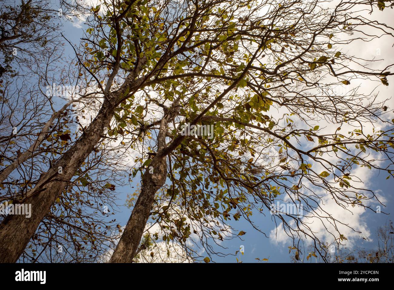 Tree canopy nature background hi-res stock photography and images - Alamy