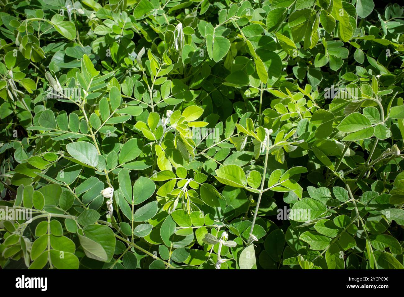 Monkey pod tree hi-res stock photography and images - Alamy