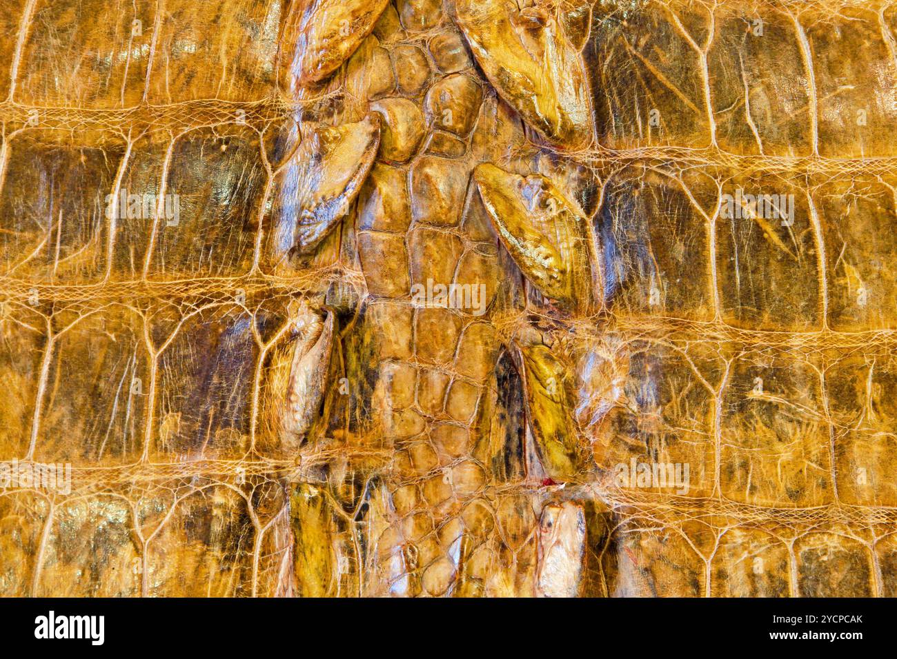 Alligator leather texture hi-res stock photography and images - Alamy
